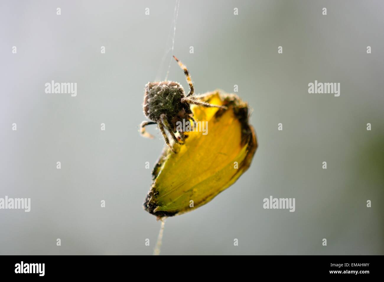 Decoy spider hi-res stock photography and images - Alamy