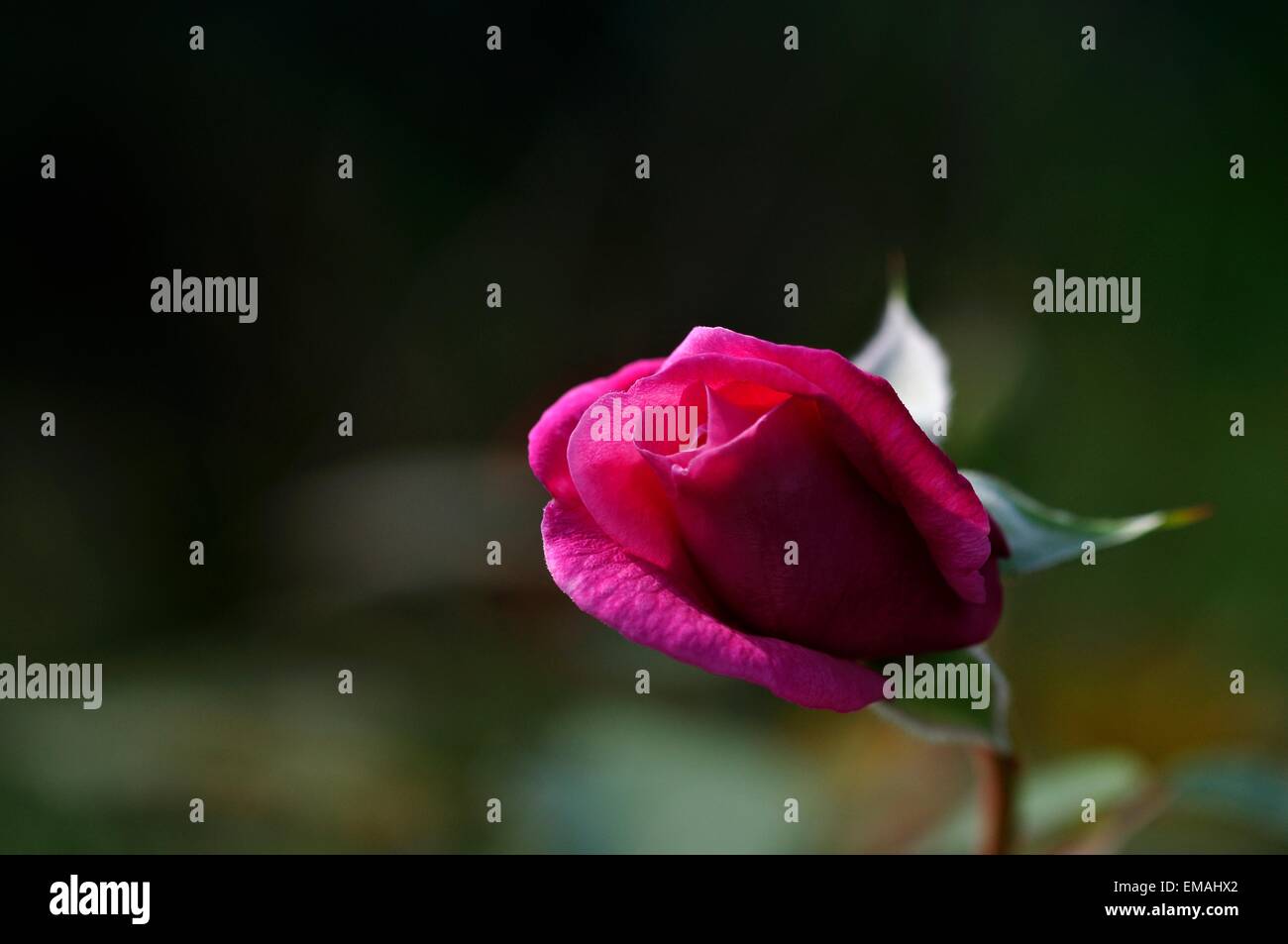 Rapture rose hi-res stock photography and images - Alamy