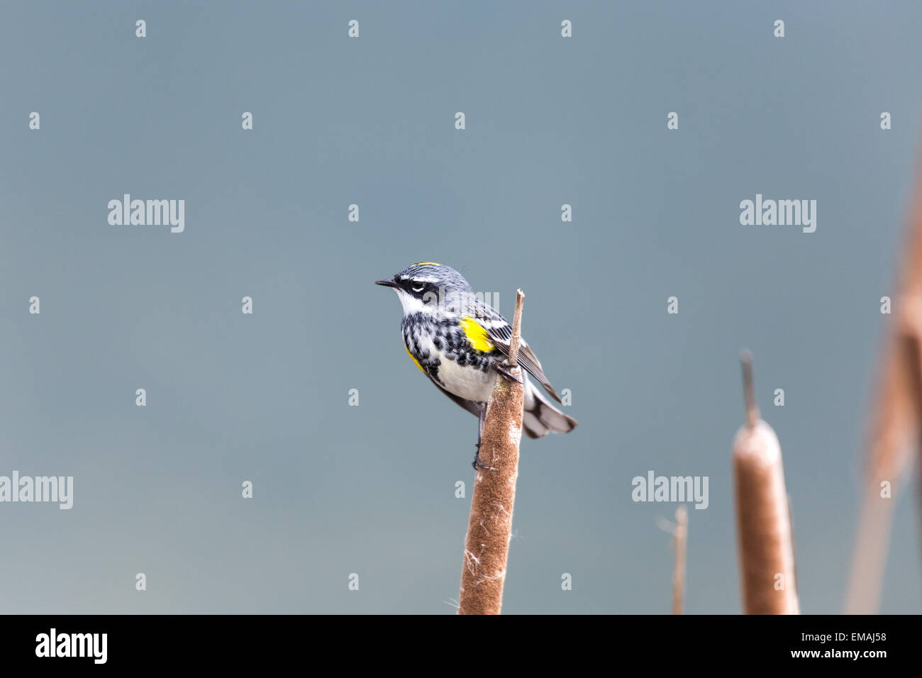 Yellow-rumped Warbler, spring in BC Canada Stock Photo - Alamy