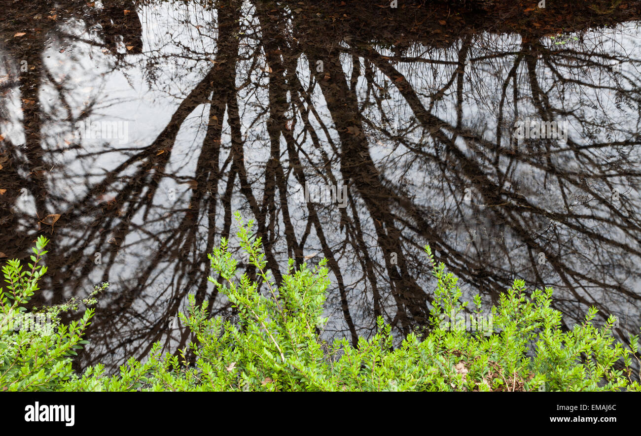 the reflection of tree shadow in water Stock Photo - Alamy