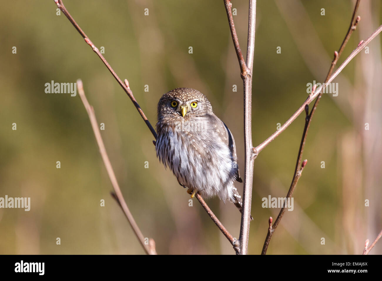 Northern Pygmy Owl resting on a tree branch Stock Photo - Alamy