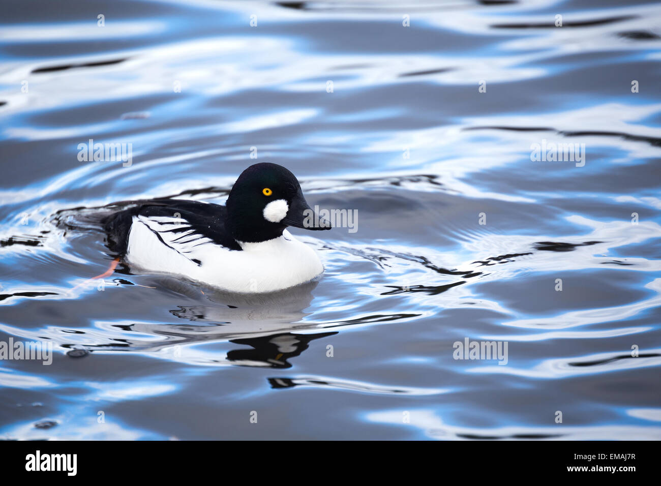 Waterfowl duck hi-res stock photography and images - Alamy