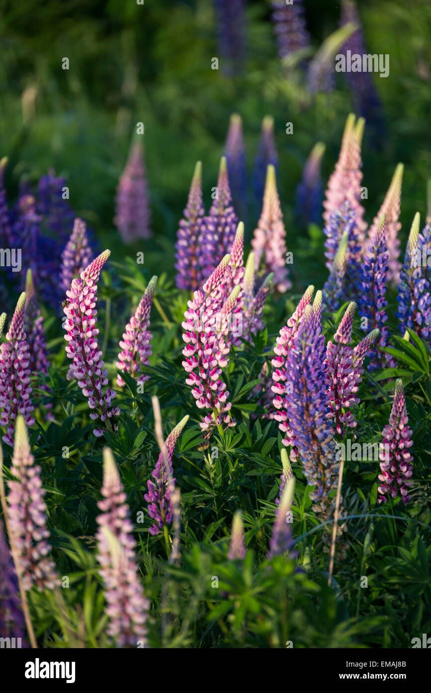 Red lupinus hi-res stock photography and images - Alamy