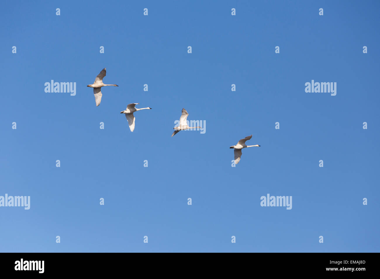 Trumpeter Swans flying in vancouver canada Stock Photo - Alamy