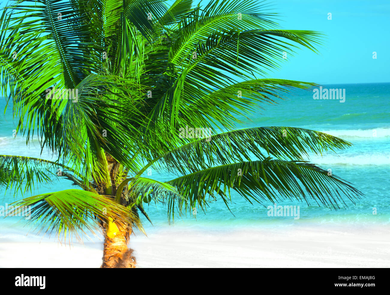 Palm tree near the ocean Stock Photo - Alamy