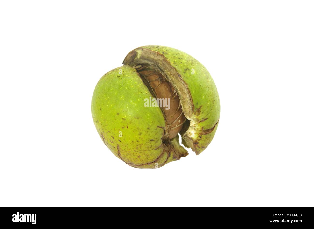 Walnut in shell isolated hi-res stock photography and images - Alamy