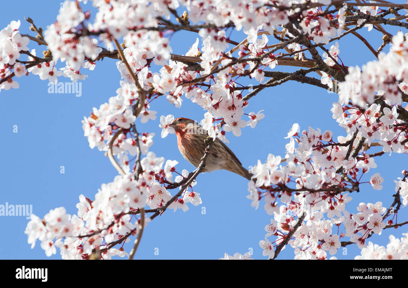 male house finch standing on cherry flower tree Stock Photo - Alamy