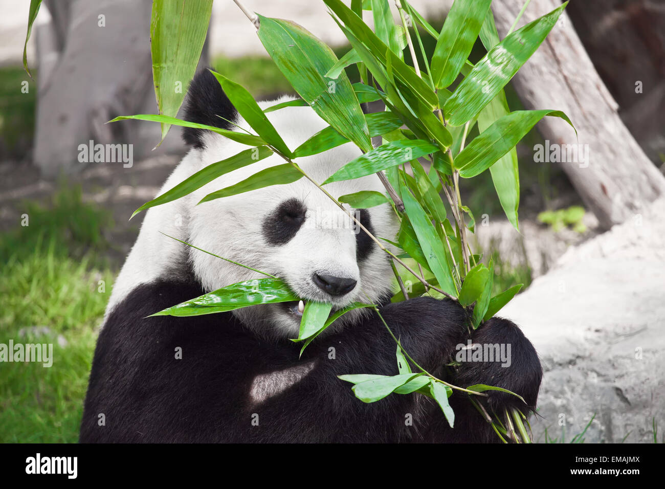 Feeding time. Giant panda eating bamboo leaf Stock Photo - Alamy