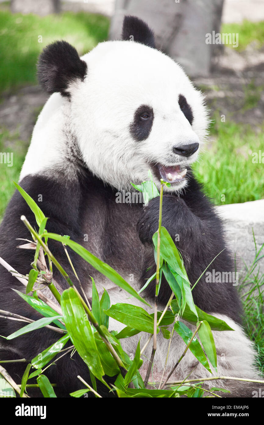 Giant panda animal feeding hi-res stock photography and images - Alamy
