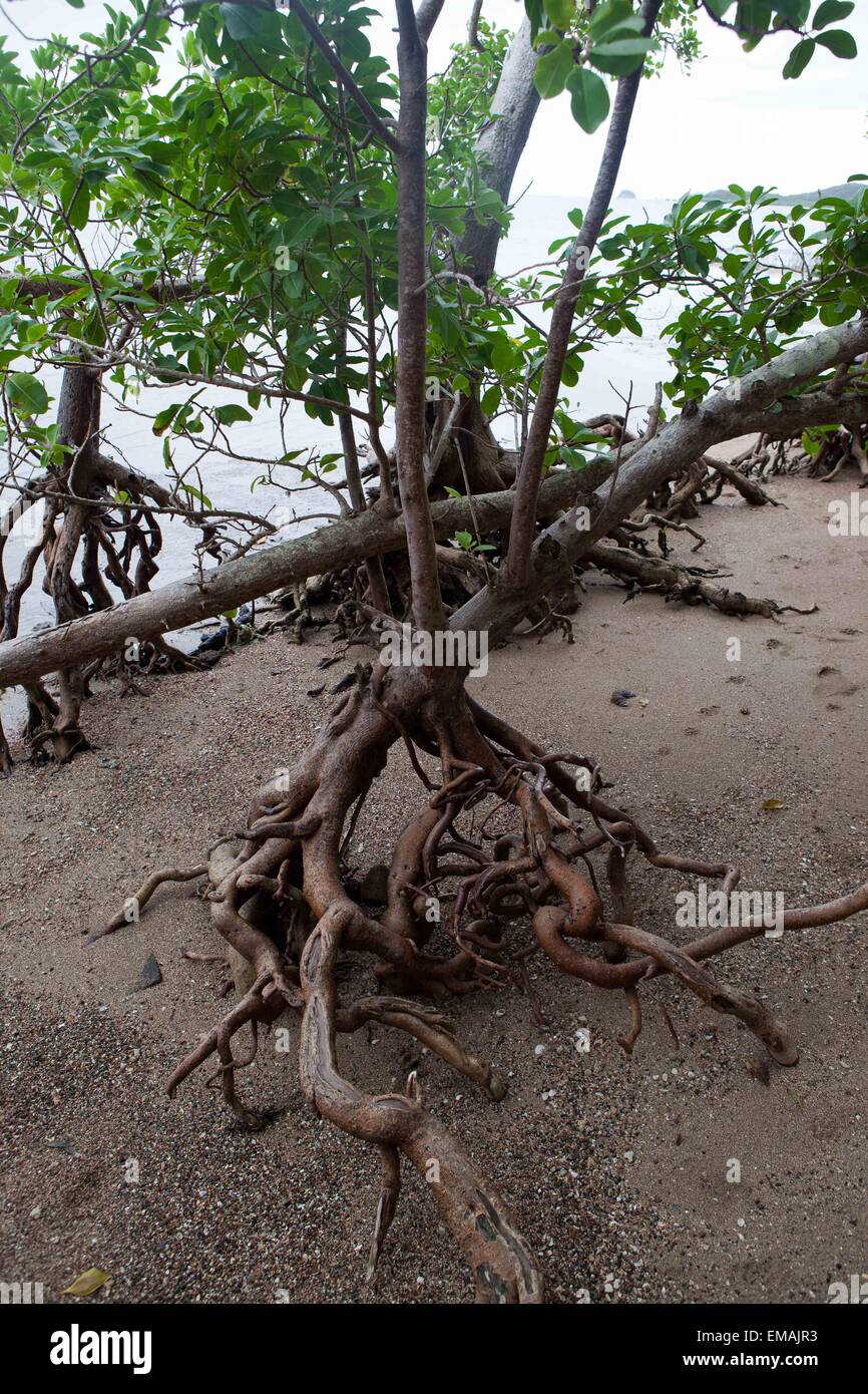 N.Caledonia, Siniking Islands, Drunk Trees Stock Photo - Alamy