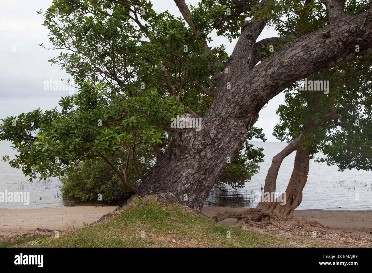 N.Caledonia, Siniking Islands, Drunk Trees Stock Photo - Alamy