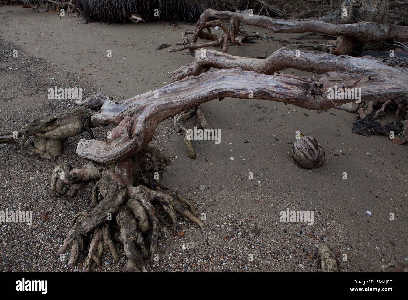 N.Caledonia, Siniking Islands, Drunk Trees Stock Photo - Alamy