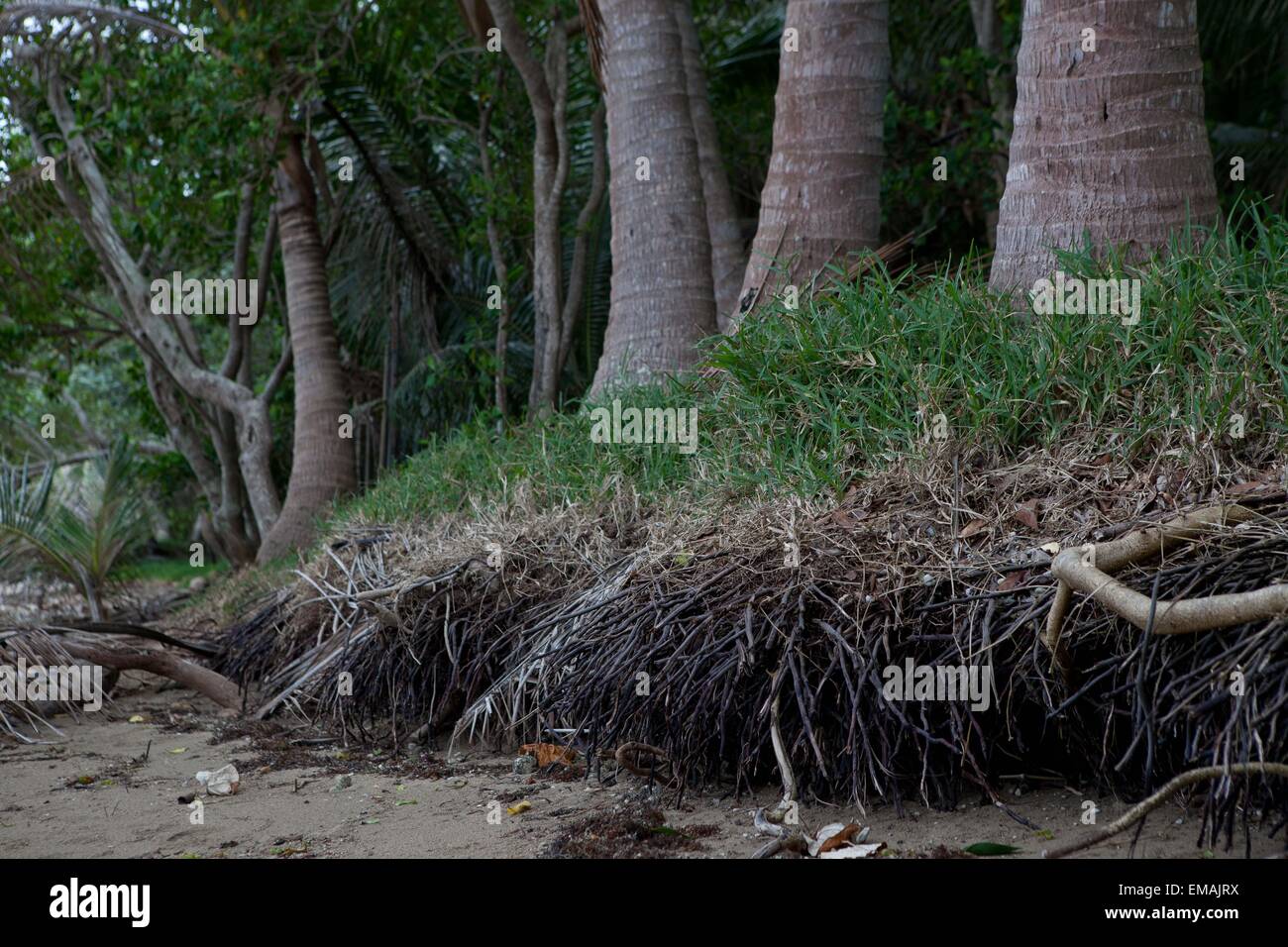 N.Caledonia, Siniking Islands, Drunk Trees Stock Photo - Alamy