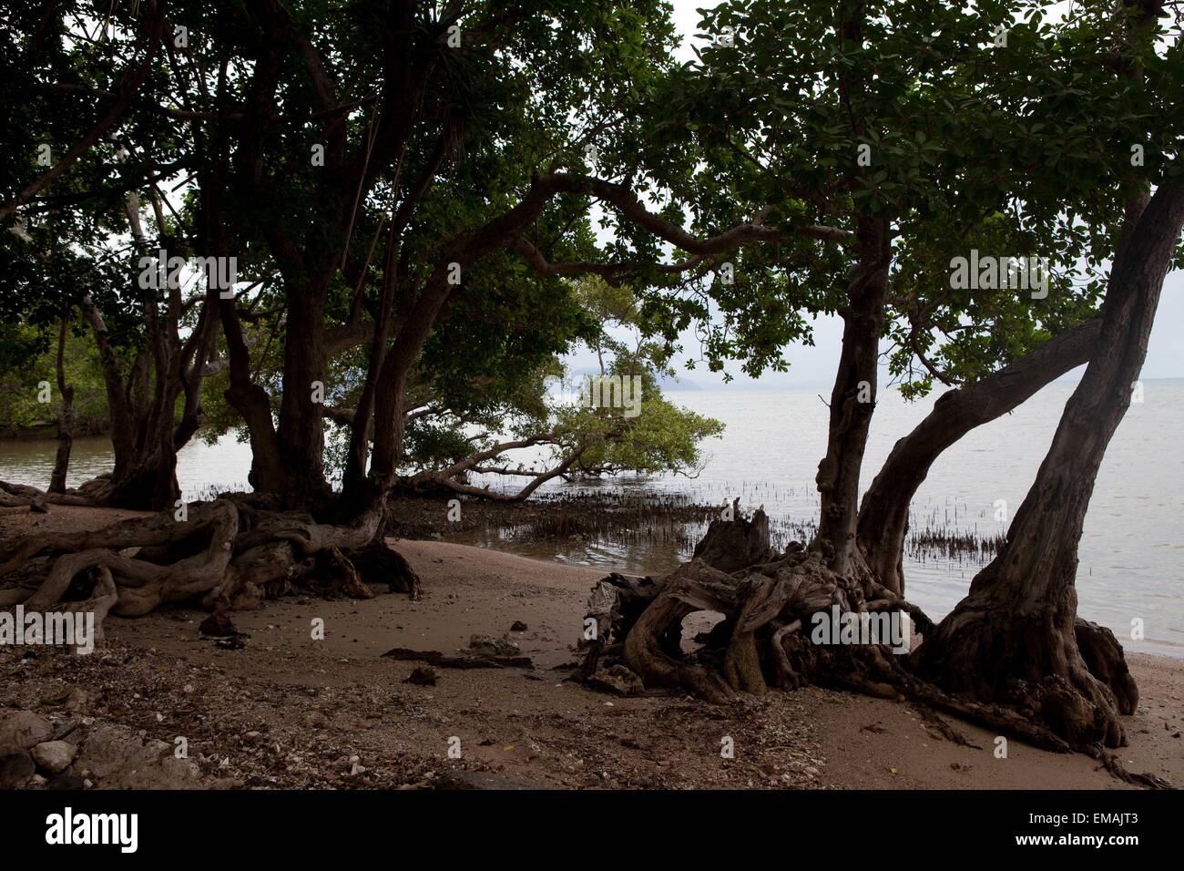 N.Caledonia, Siniking Islands, Drunk Trees Stock Photo - Alamy