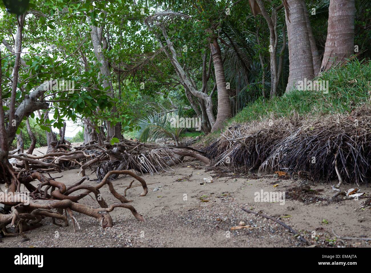 N.Caledonia, Siniking Islands, Drunk Trees Stock Photo - Alamy