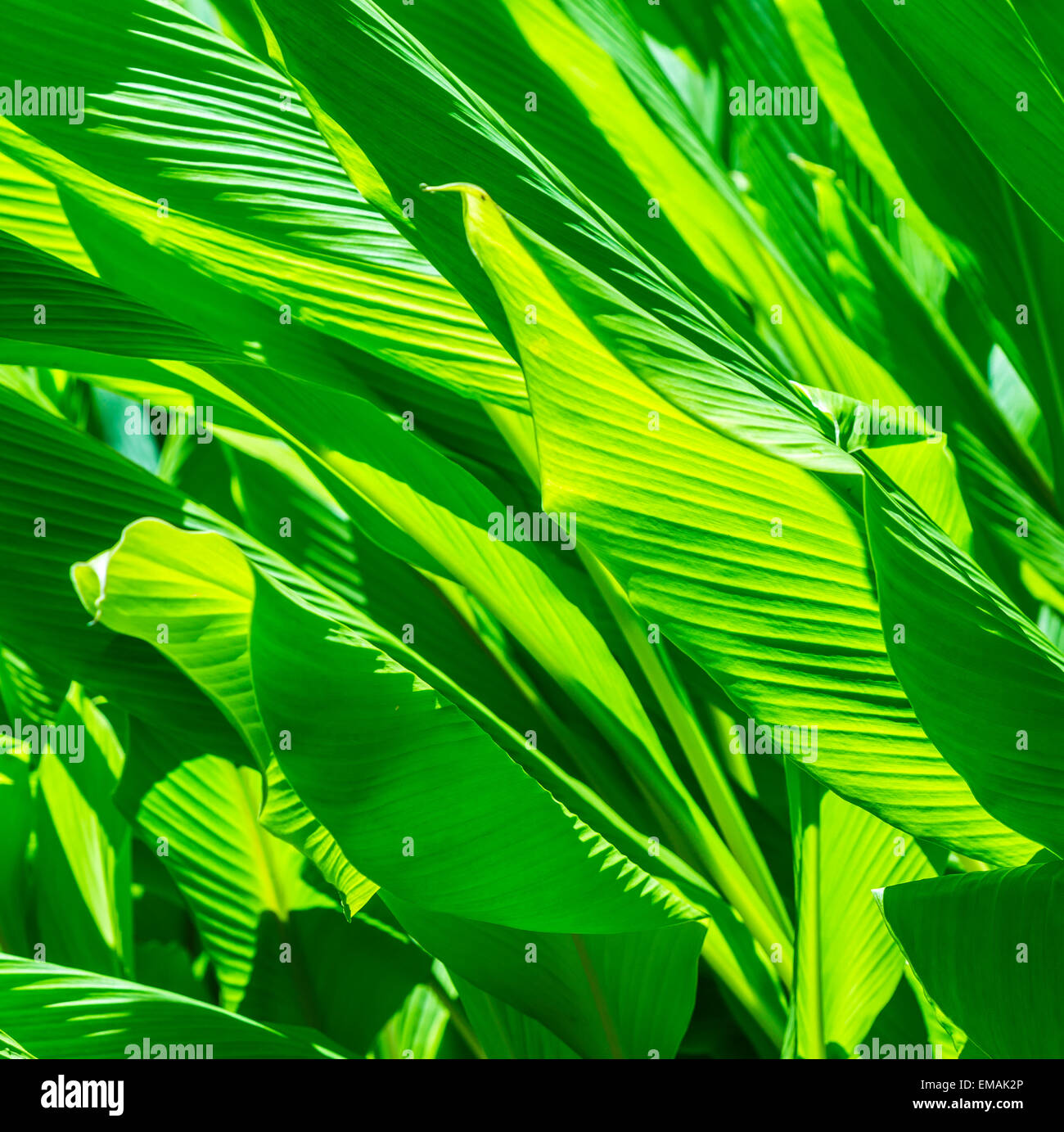 green reed grass in the garden gives a harmonic background Stock Photo ...