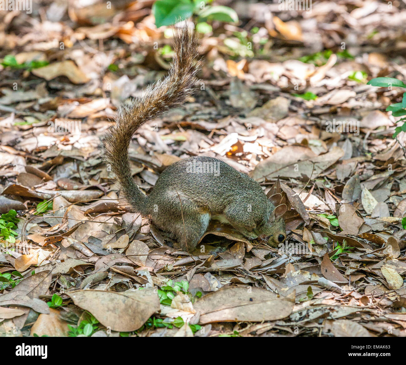 squirrel in the summer garden protects her food Stock Photo - Alamy