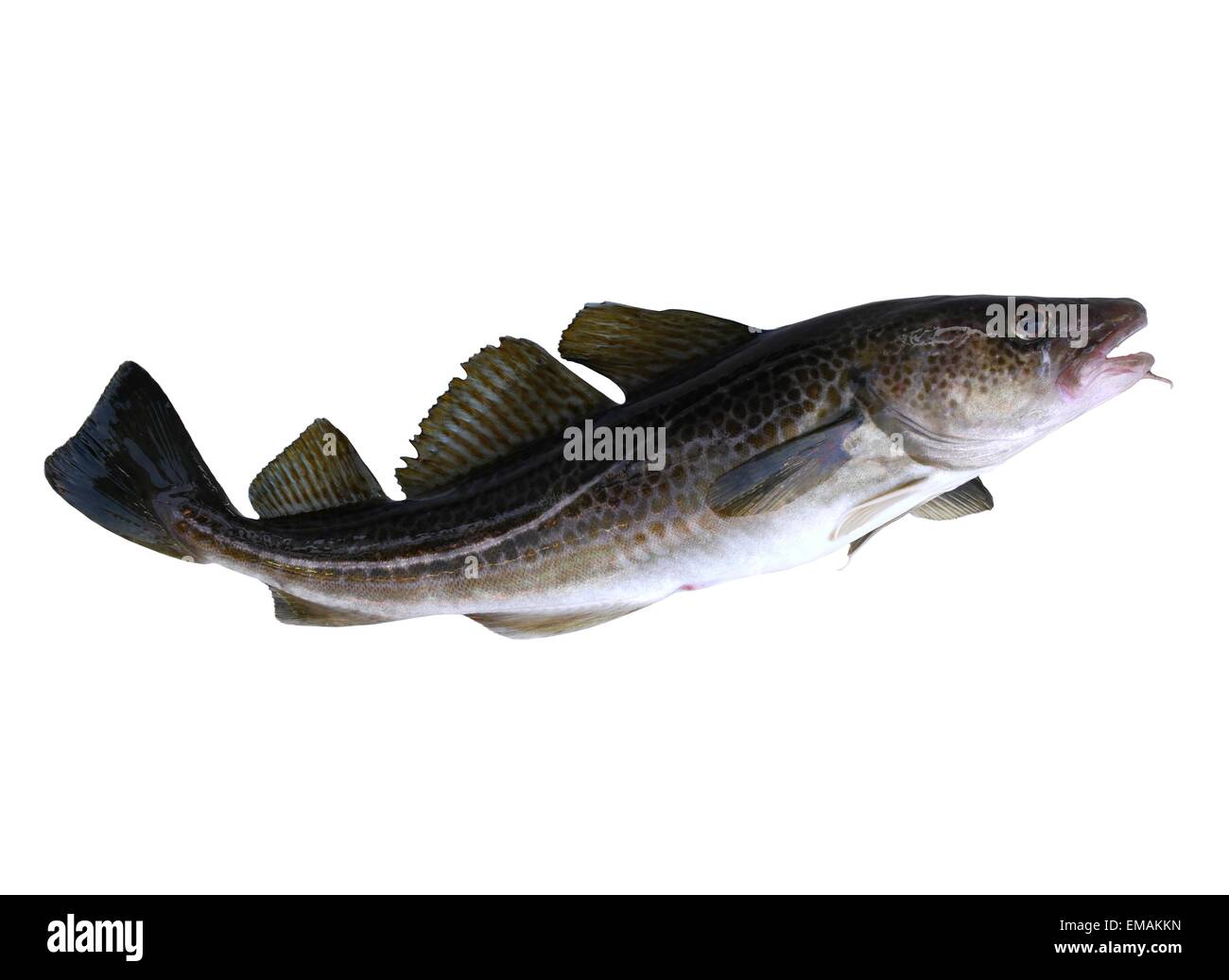 big cod fish on a white background Stock Photo - Alamy