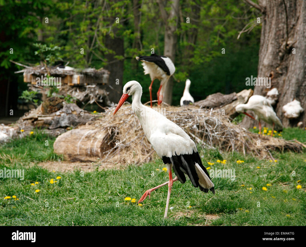 Young stork on the green lawn background Stock Photo - Alamy