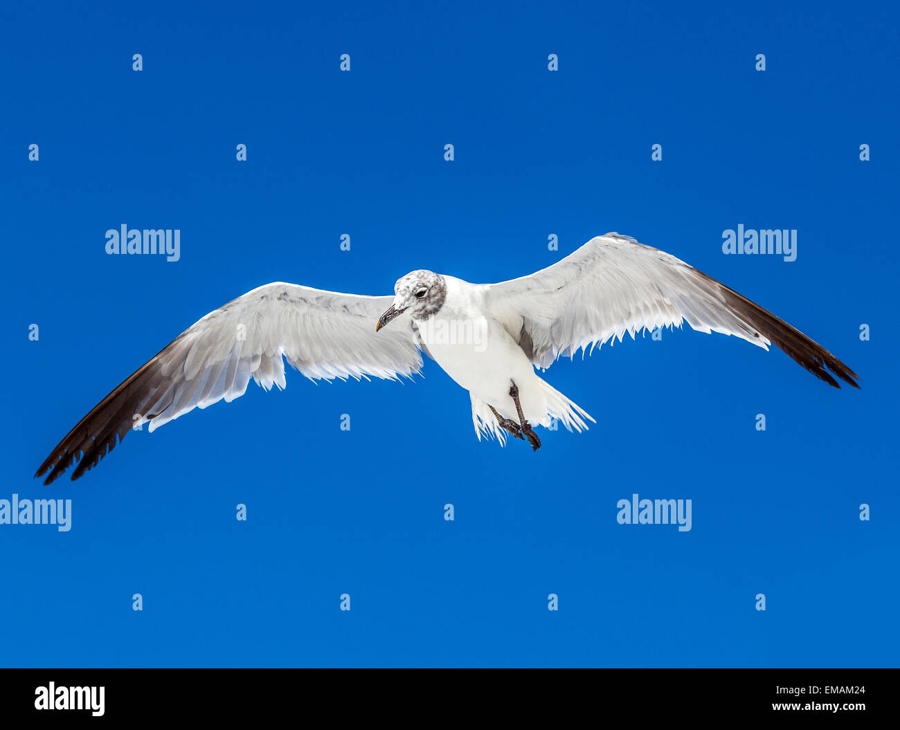 Blue ocean seagull hi-res stock photography and images - Alamy