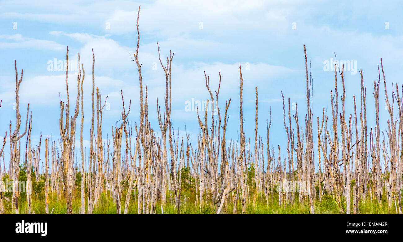 Swamp with dead trees hi-res stock photography and images - Alamy