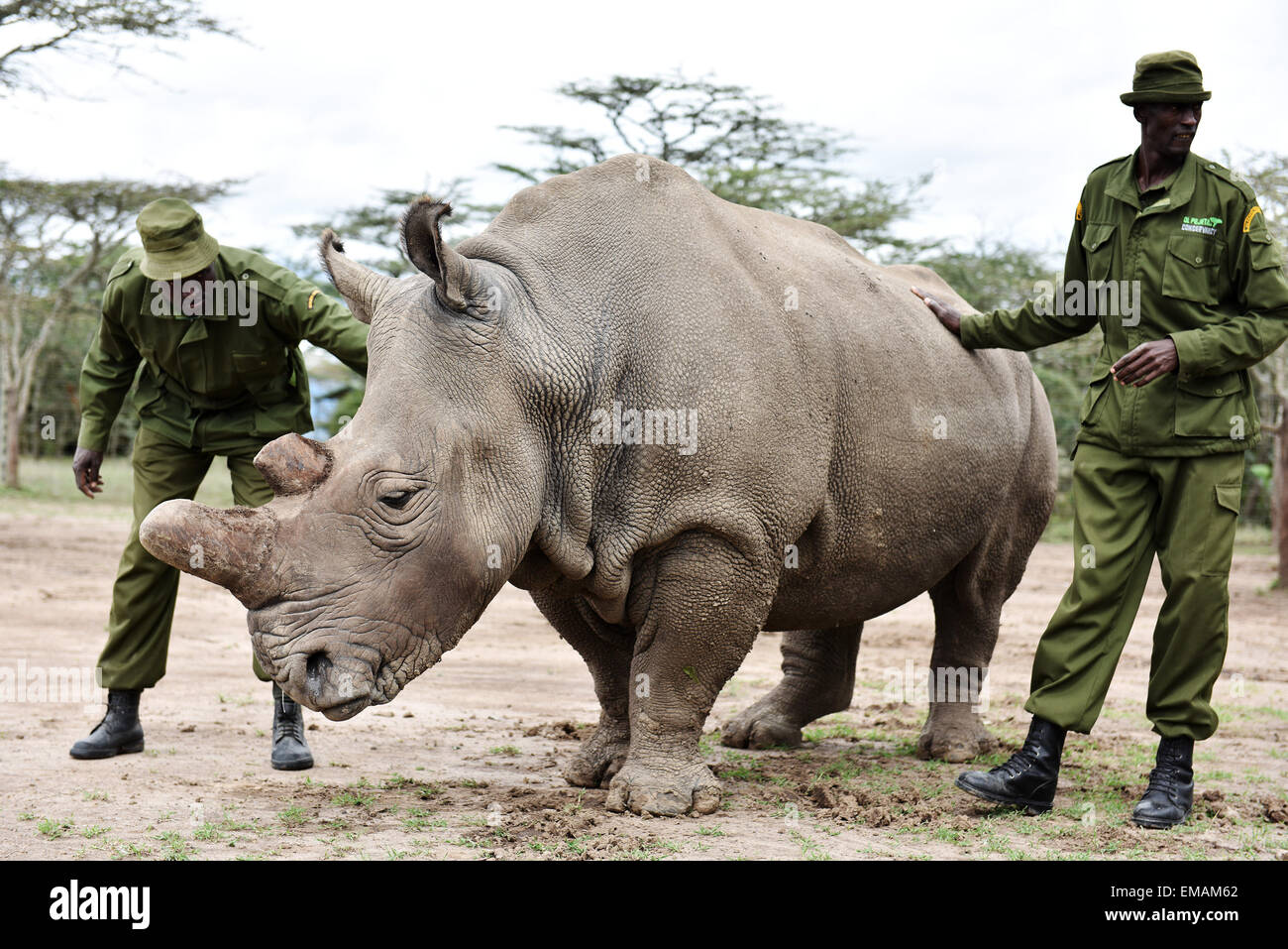 Najin northern white rhino hi-res stock photography and images - Alamy