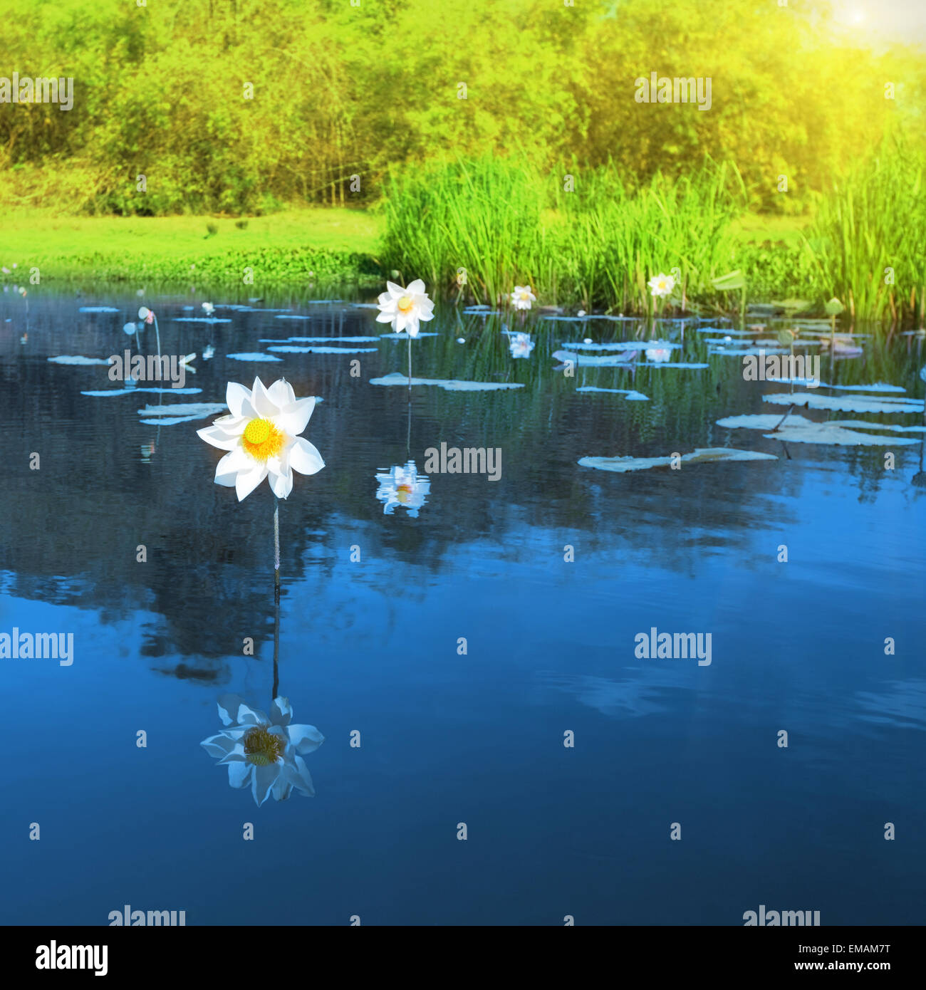 Flower symbols hi-res stock photography and images - Alamy