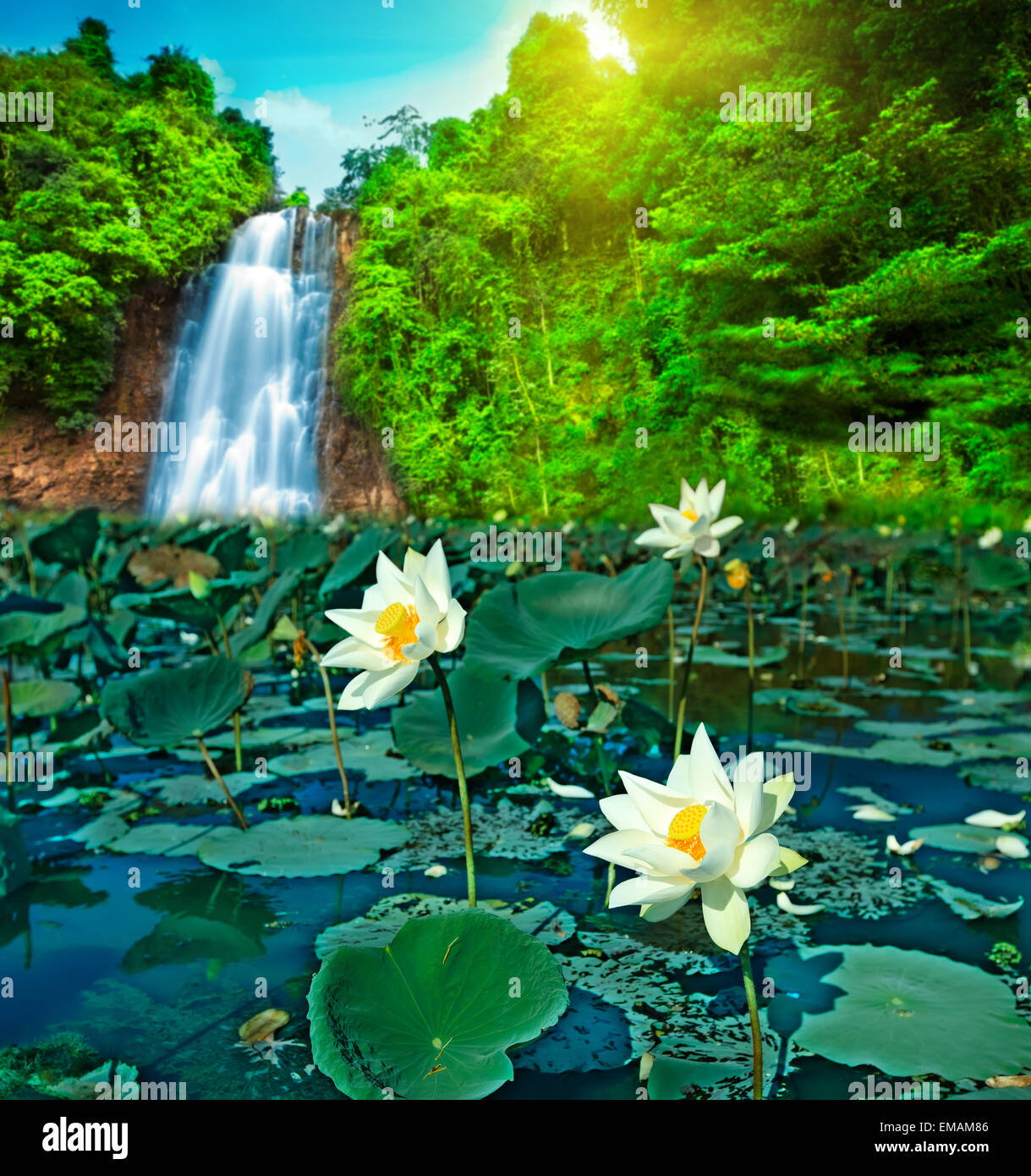 Jungle rain forest tropical plants pool flowers water hi-res stock ...