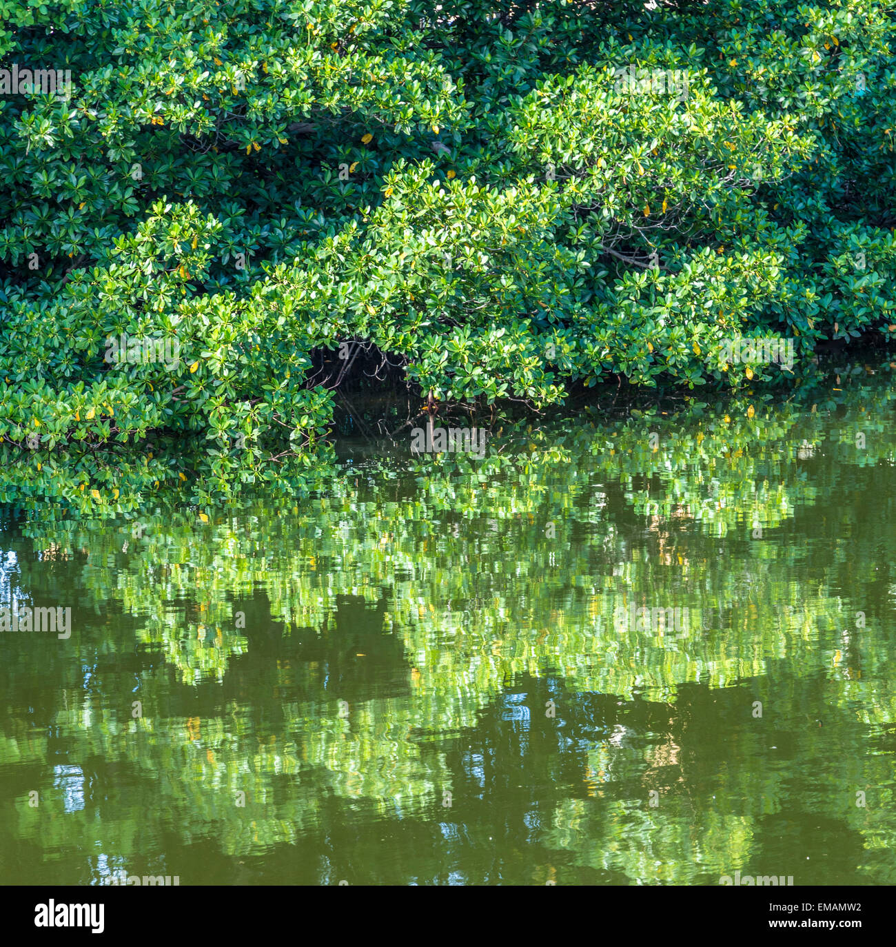 plants grow at the bank of the lake with reflections in the water Stock ...