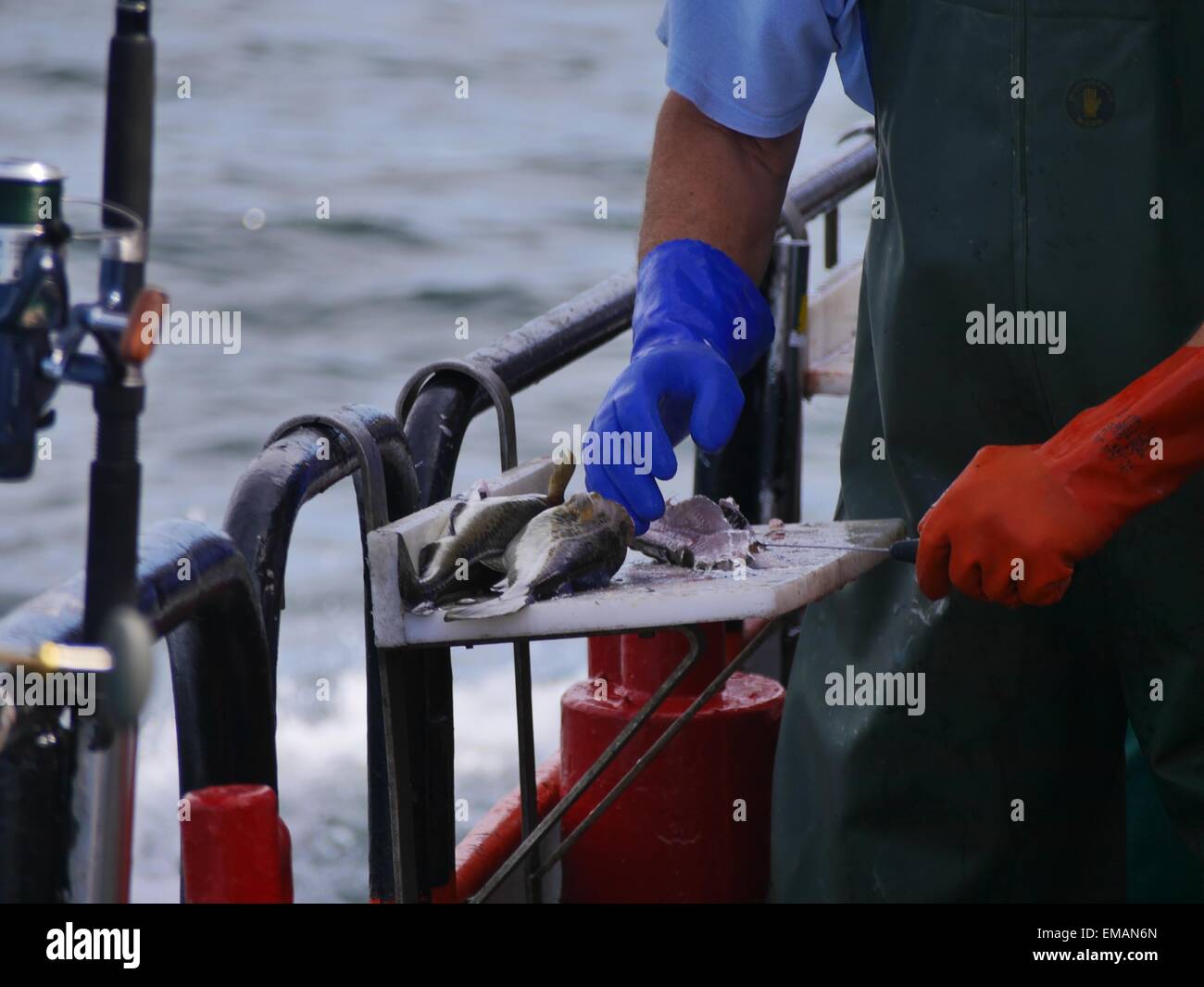 worker's hands cutting fish on sea background Stock Photo - Alamy
