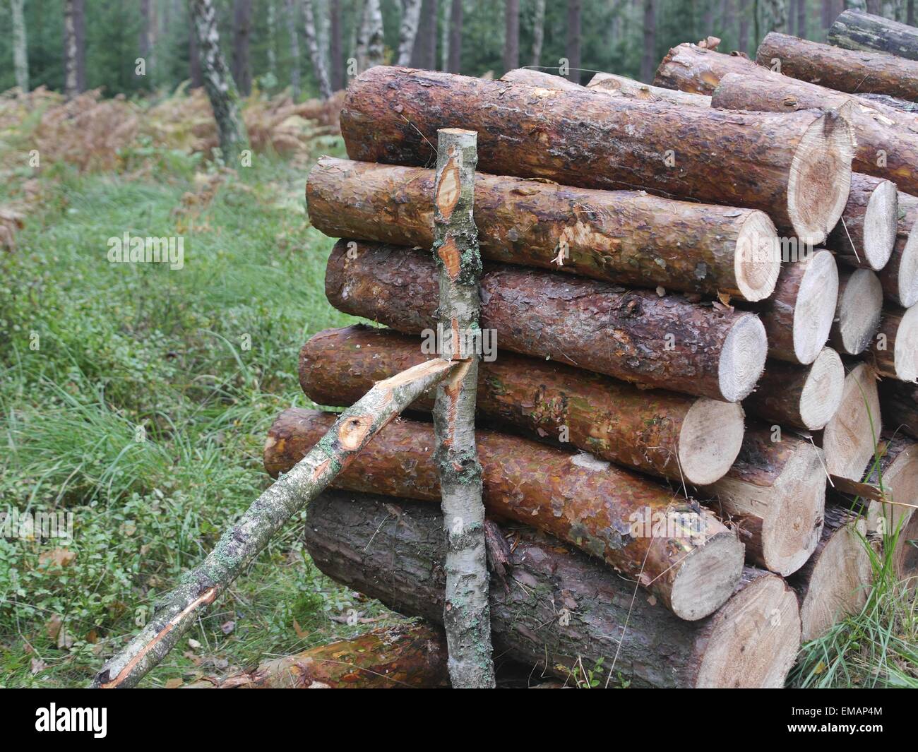 cut tree on forest background Stock Photo - Alamy