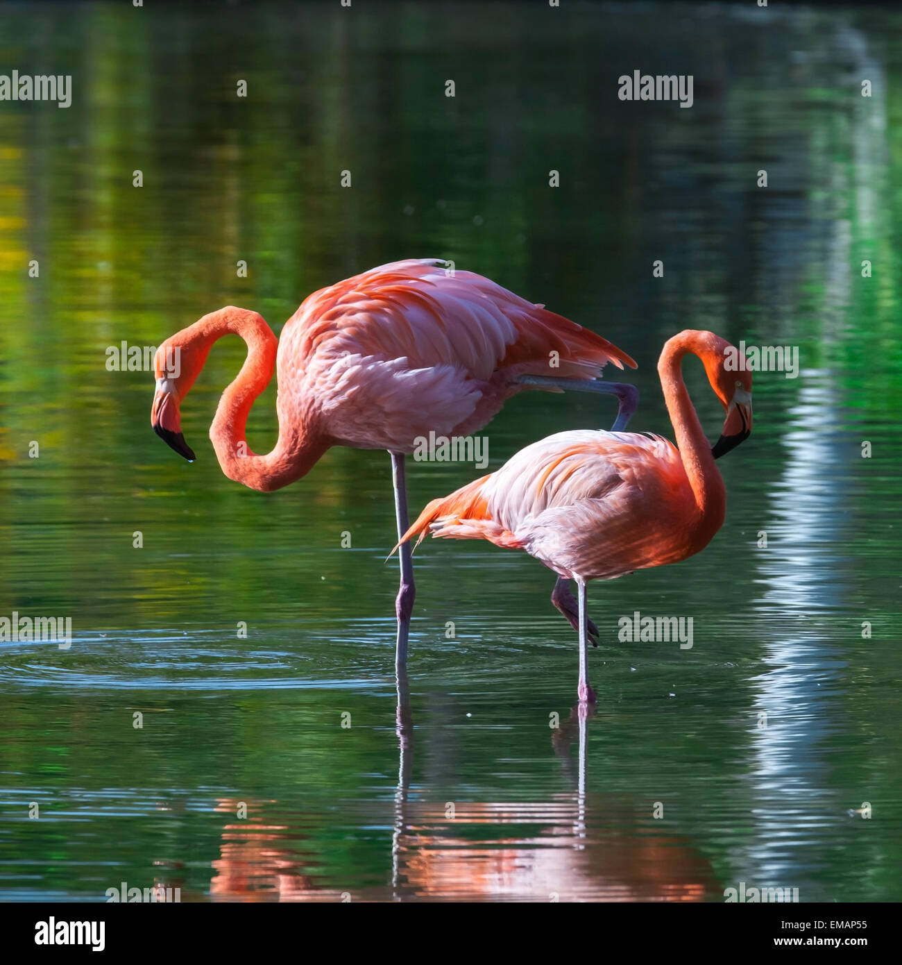 Two pink flamingos stand in the water with reflections. Stylized square ...