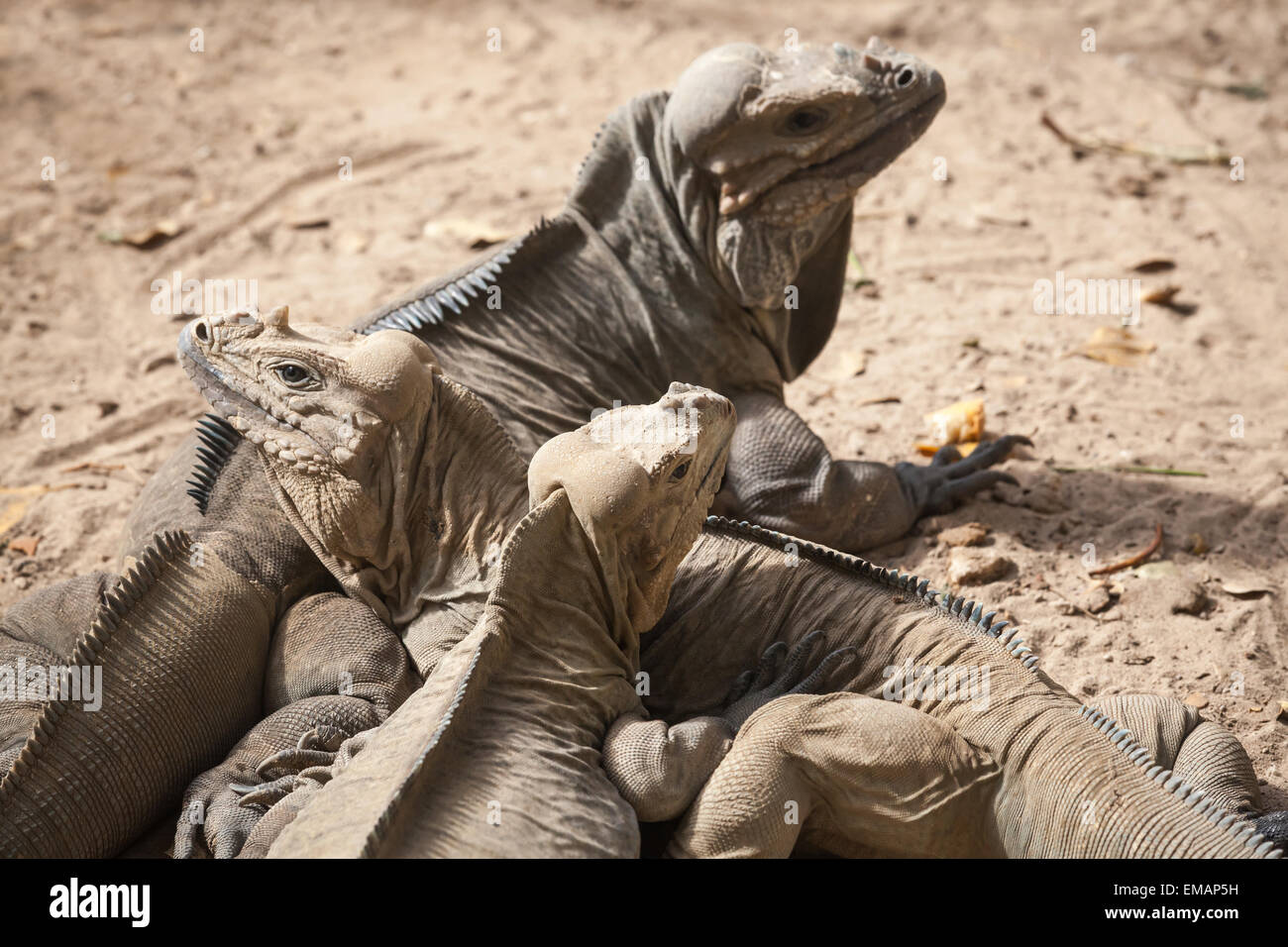 Group of Rhinoceros Iguanas, lizards in the family Iguanidae, Dominican ...