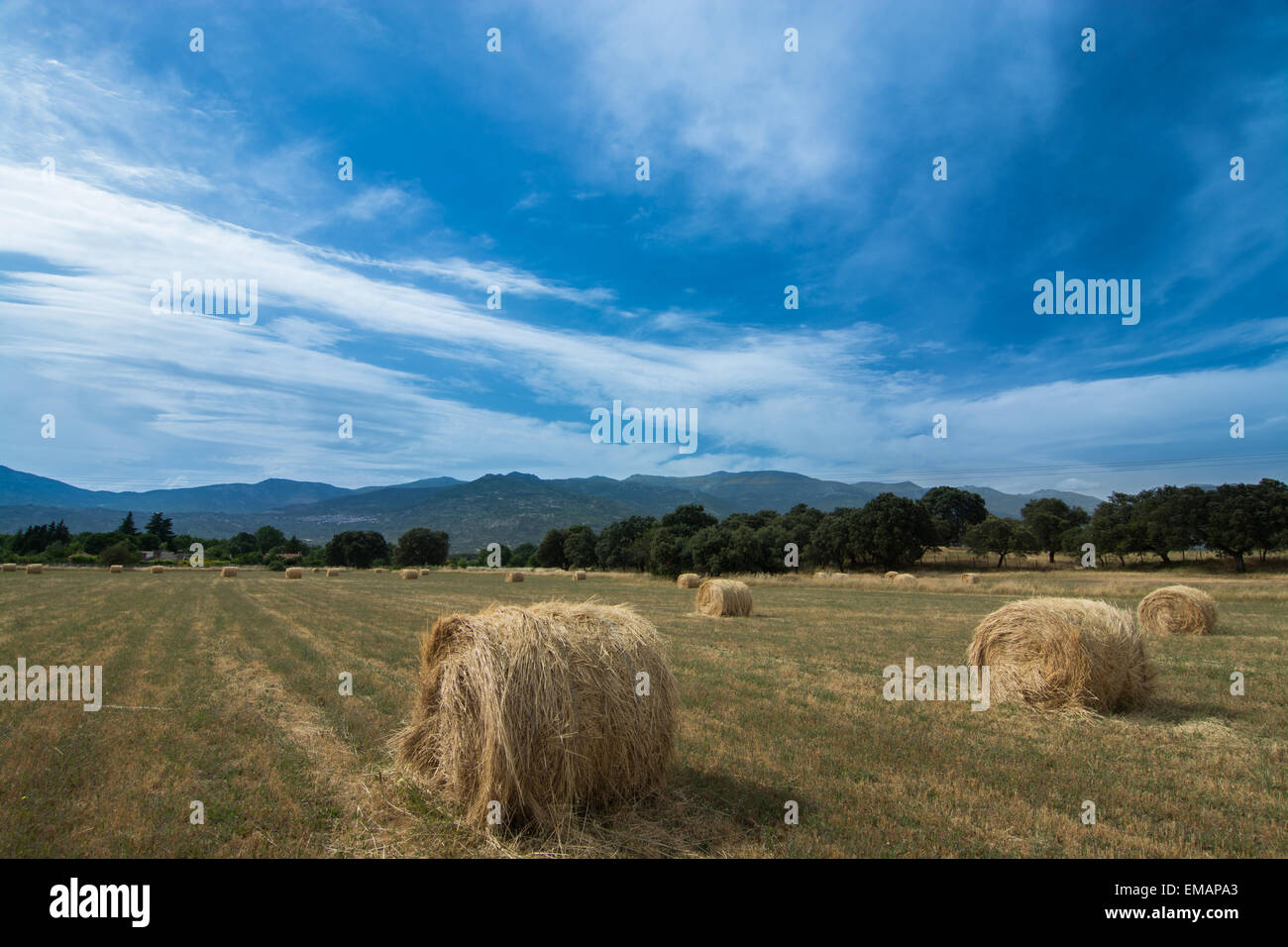 Frozen straw hi-res stock photography and images - Alamy
