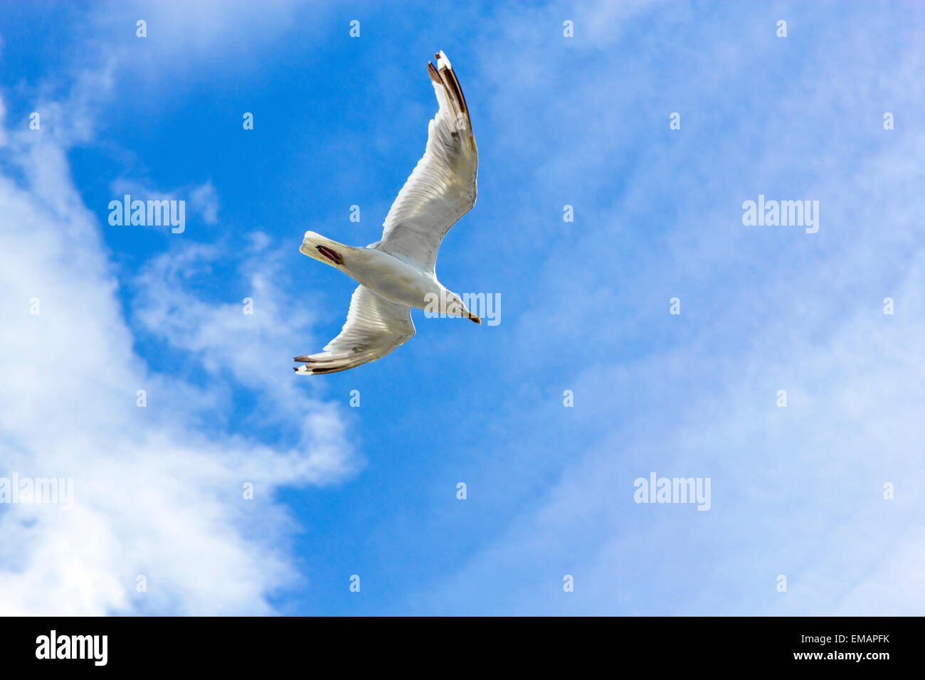 one pigeon flying under blue sky with clouds Stock Photo - Alamy