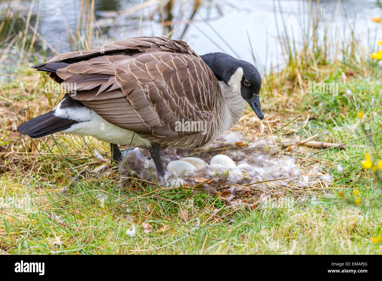 Hissing bird hi-res stock photography and images - Alamy
