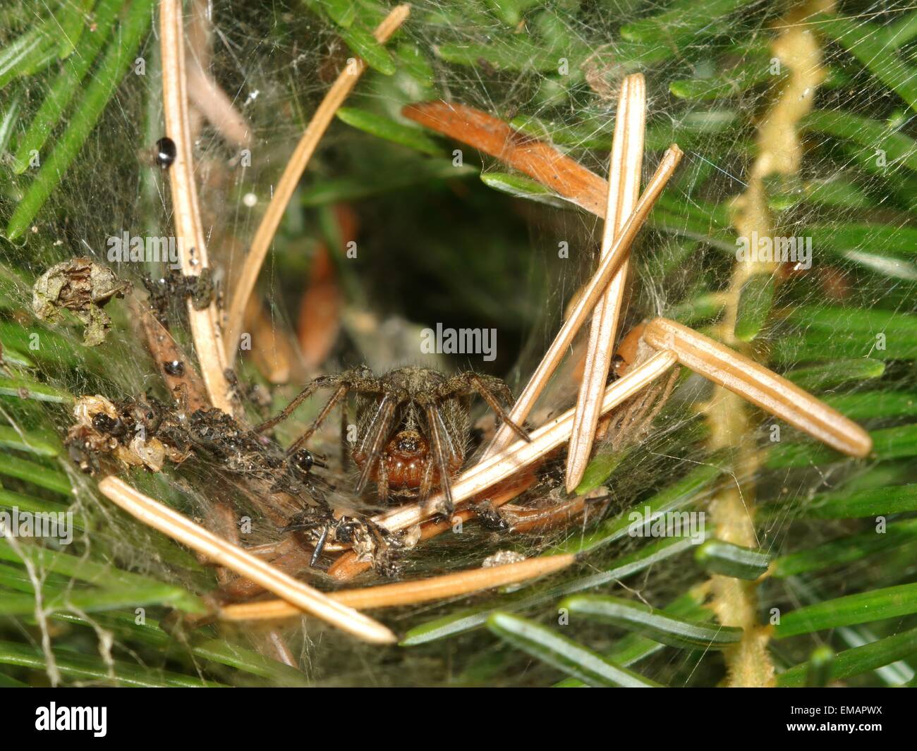 big cross spider on net Stock Photo - Alamy