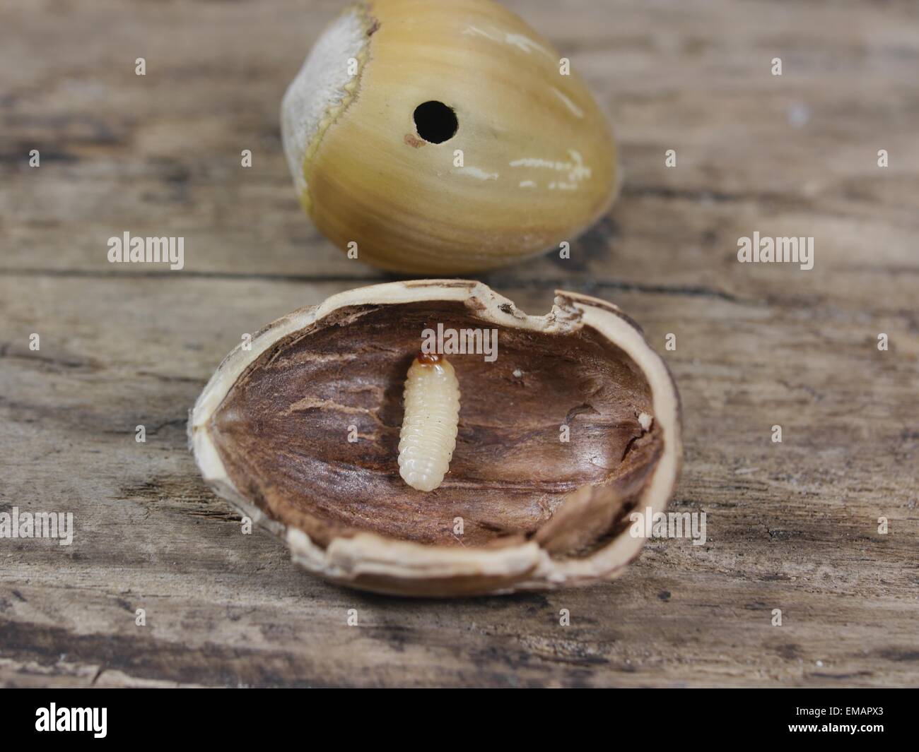 insect curculio nucum in hazelnut Stock Photo - Alamy