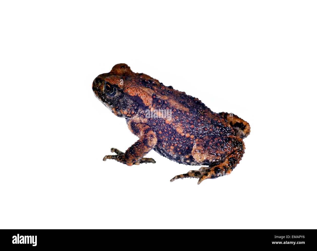 sitting brown toad on white background Stock Photo - Alamy