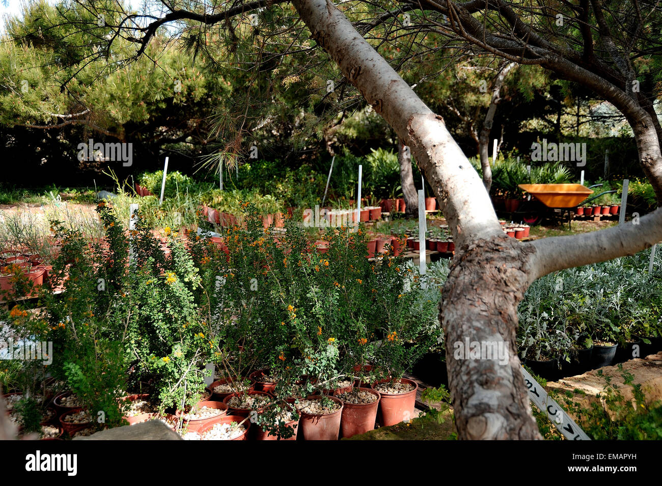 Malta, The Gaia Foundation, plant nursery Stock Photo - Alamy