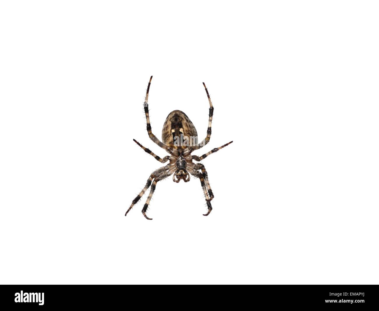 big cross spider on white background Stock Photo - Alamy