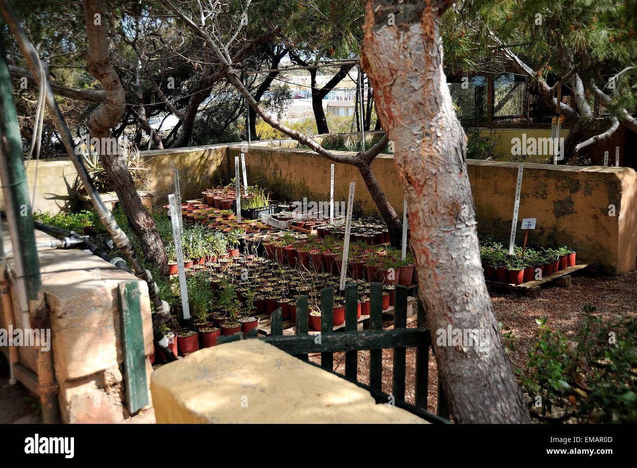 Malta, The Gaia Foundation, plant nursery Stock Photo - Alamy