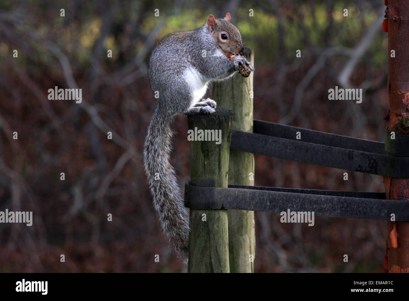 squirrel standing on a fence eating a nut in Hyde park Stock Photo - Alamy
