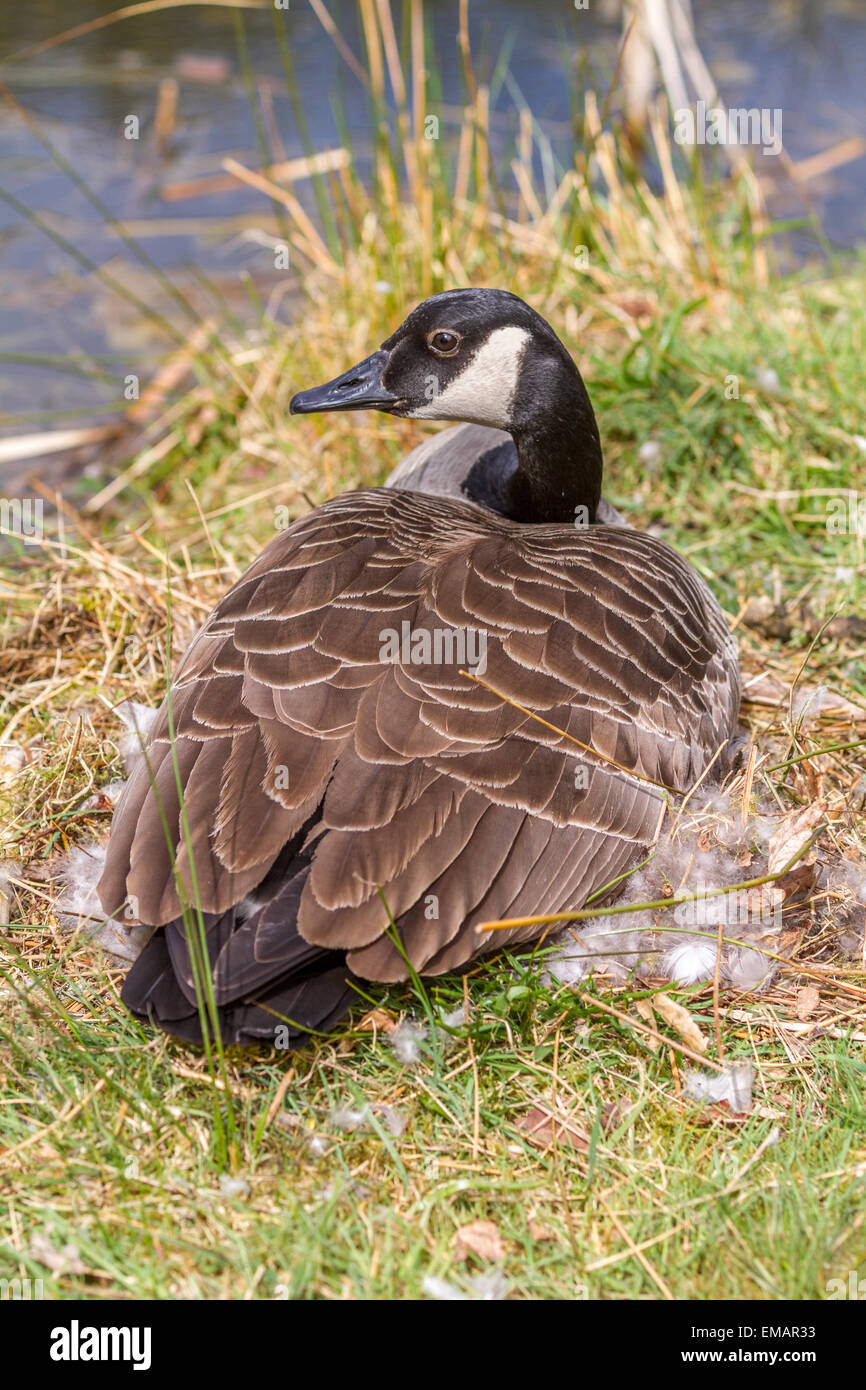 Female Canada Goose sat on her nest on the river bank. Taken in ...