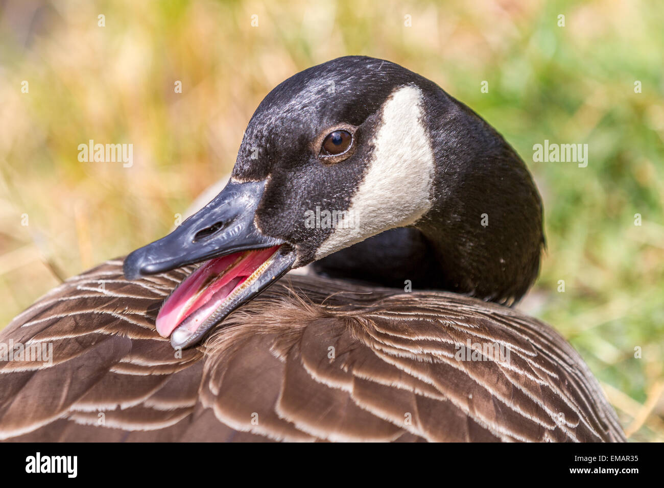 Hissing geese hi-res stock photography and images - Alamy