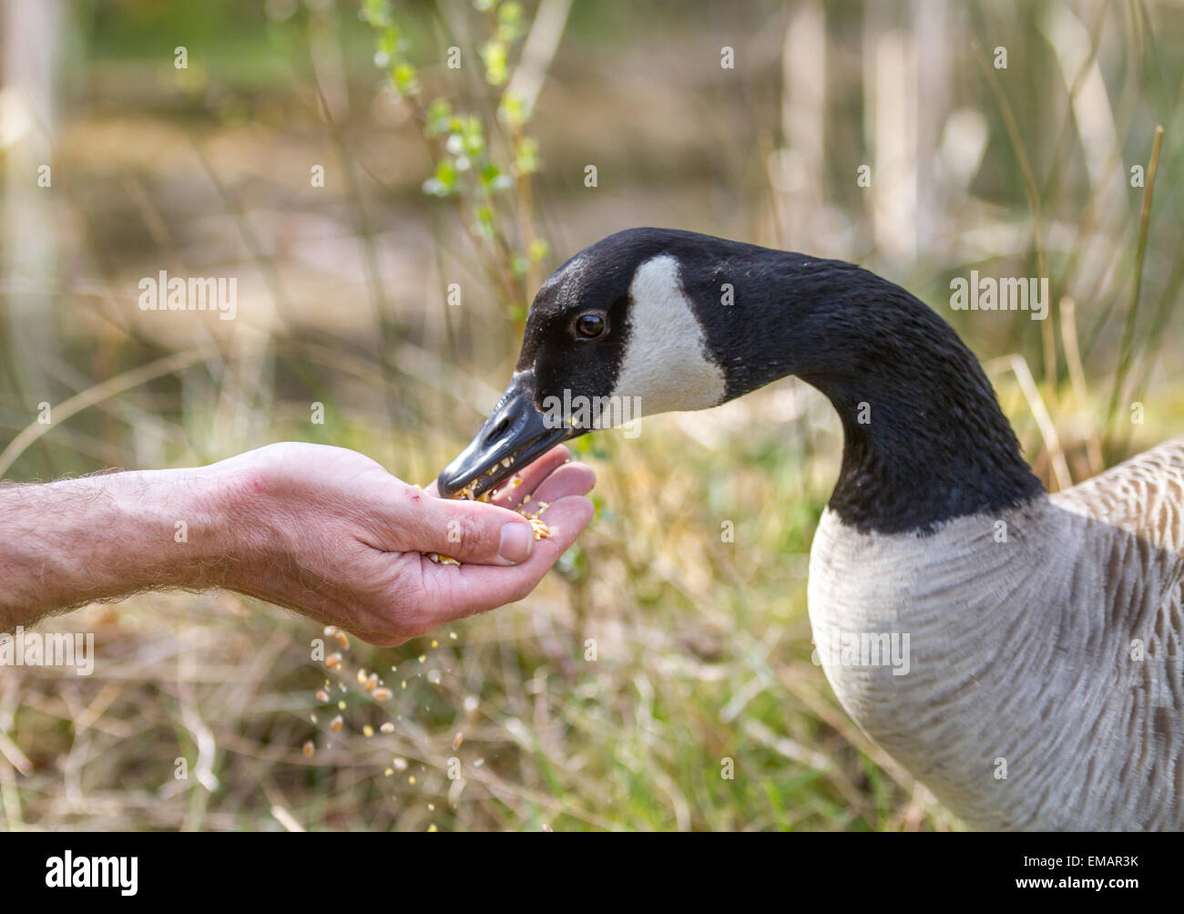 Hand feeding corn to a wild Canada Goose Stock Photo - Alamy