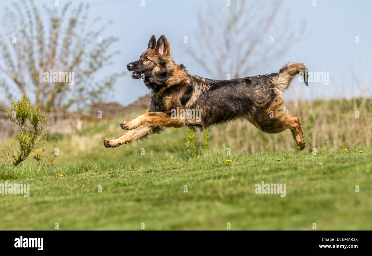 German Shepherd Dog running bouncing across grass Stock Photo - Alamy