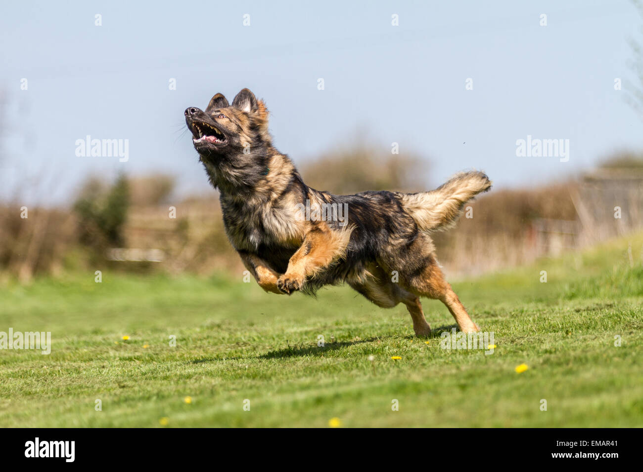 German Shepherd Dog running bouncing across grass Stock Photo - Alamy