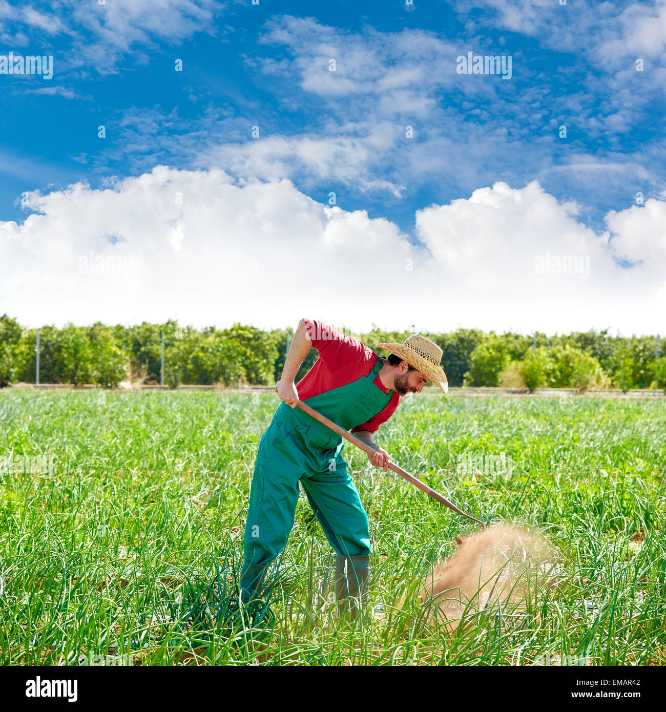 Farmer man working in onion orchard field with hoe tool Stock Photo - Alamy