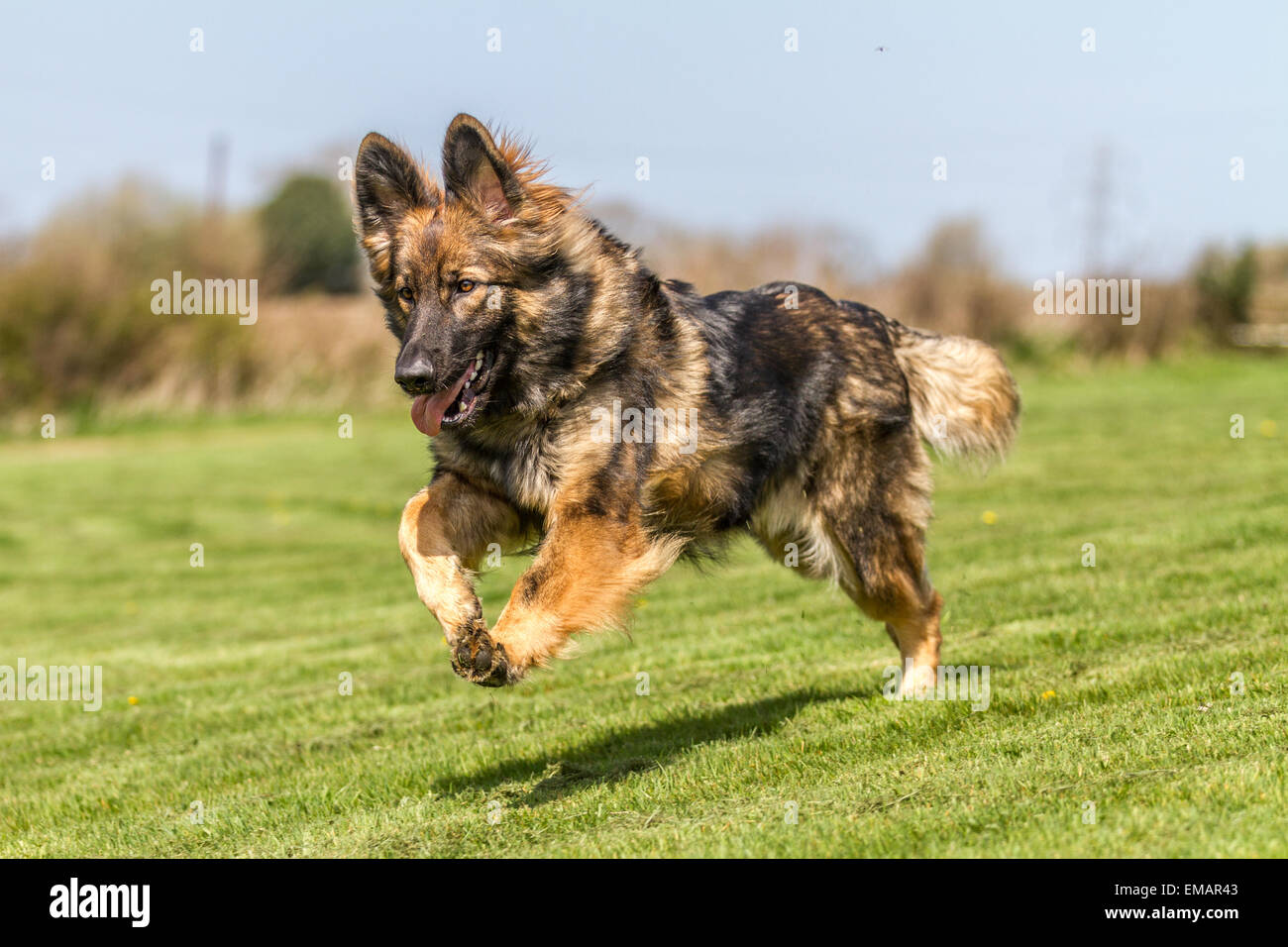 German Shepherd Dog running bouncing across grass Stock Photo - Alamy